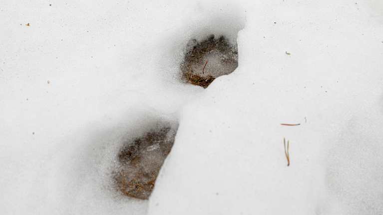 Suden ulosteen avulla on löytynyt jo viisi koirasutta – metsästäjät ...