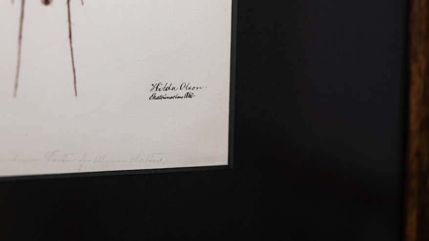 Luonnontieteen uranuurtajan työt olivat unohtua historiaan | Kotimaa | Yle