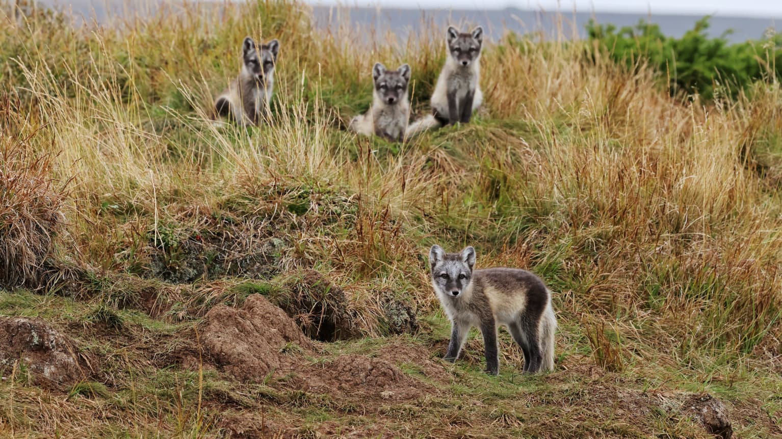 arctic fox pups
