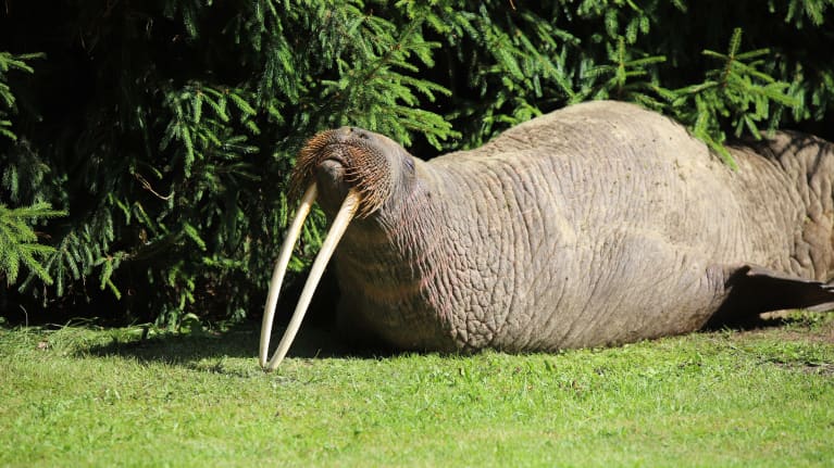 Mitä tarkoittaa slay ja kuka ajoi Espalla? Suomalaiset kysyivät ...