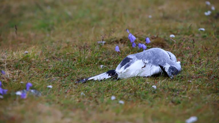 Lapista löydetty kaksi lintuinfluenssaan kuollutta pikkukajavaa ...