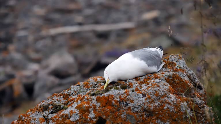 Uudenmaan ensimmäinen lintuinfluenssatapaus varmistui Sipoossa ...