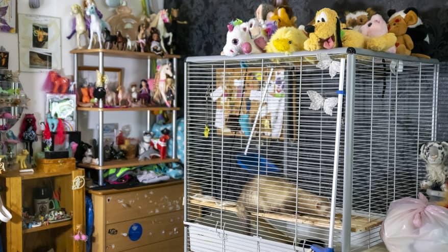 Fretti on kovapäinen petoeläin, mutta lemmikin omistajaa se vain ...