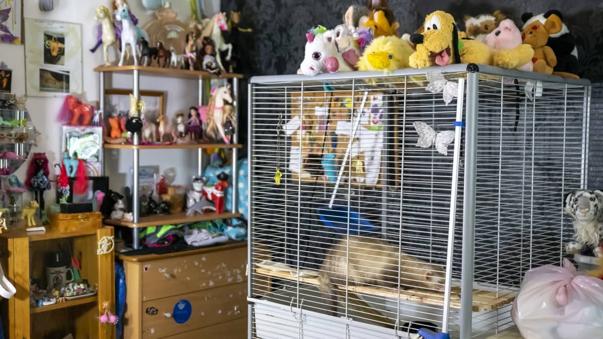 Fretti on kovapäinen petoeläin, mutta lemmikin omistajaa se vain ...