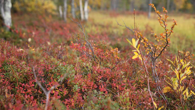 Ruskan etenemisen voi nyt tarkistaa ruskavahdista | Yle