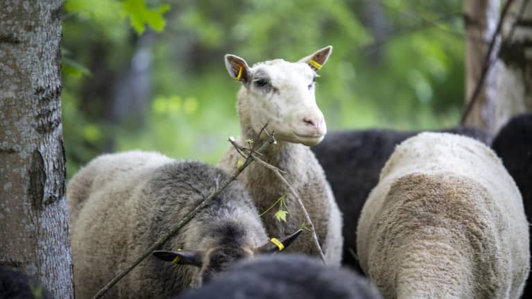 Liki 30 lammasta lahdannut häirikkösusi ammuttiin lampolan seinustalle ...
