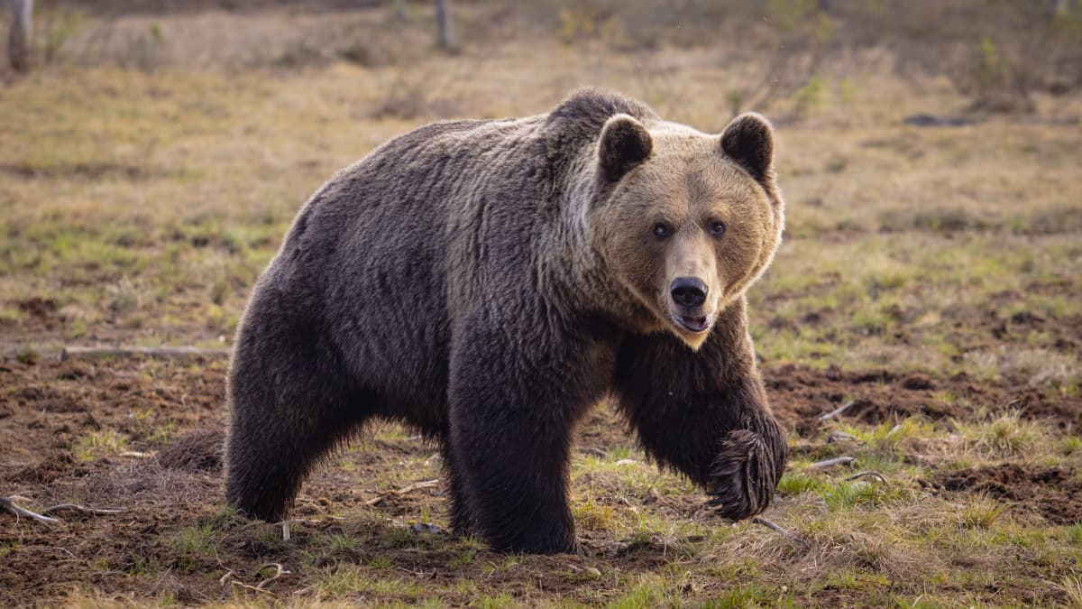 Luontokuvaaja Kari Kemppainen ystävystyi villin Jogi-karhun kanssa: ”Ei ...
