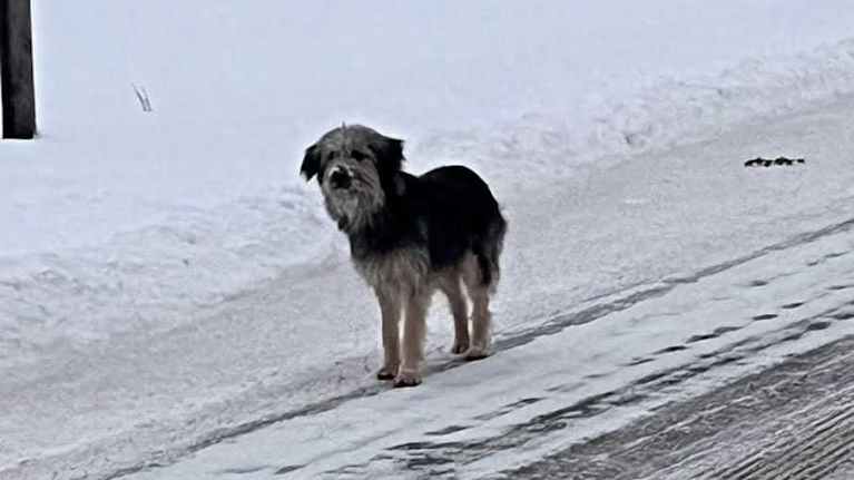 Tuntematon koira on harhaillut Kaakkois-Suomen metsissä jo kuukausia ...