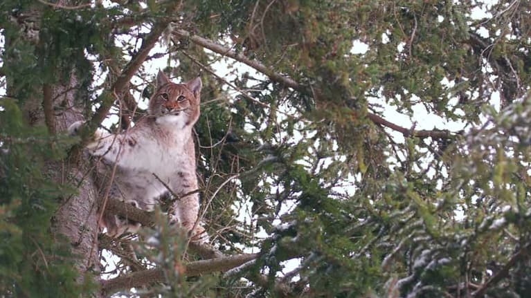 Aterialta yllätetty ilves pakeni Tomi Järvistä korkeuksiin – katso ...