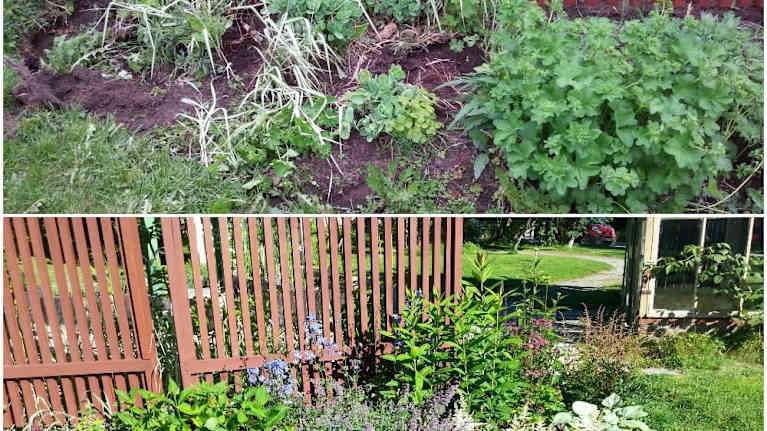 Plantera robusta perenner i en gammaldags blombänk | Strömsö | Svenska Yle