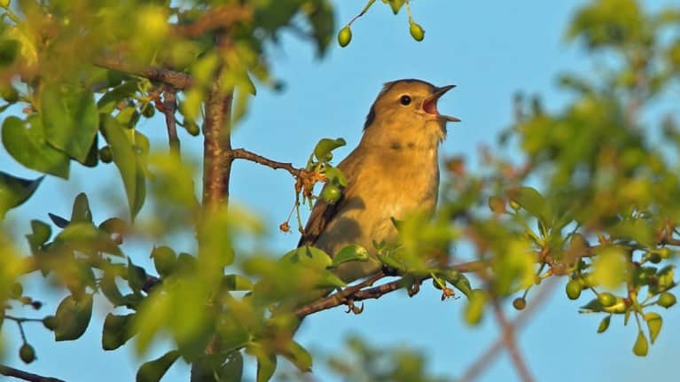 Säätutkat näkevät sateen lisäksi linnut ja hyönteiset – muuttolintujen ...