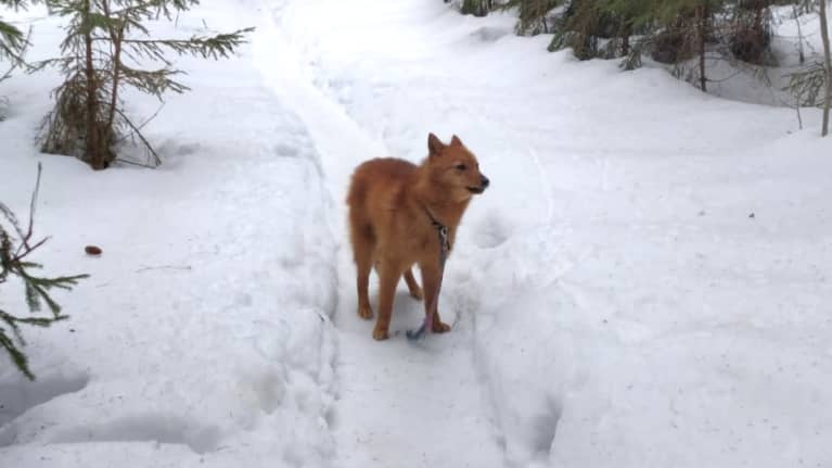 Hyväntahtoiset ihmiset uhkaavat pilata karanneen koiran kotiinpaluun ...