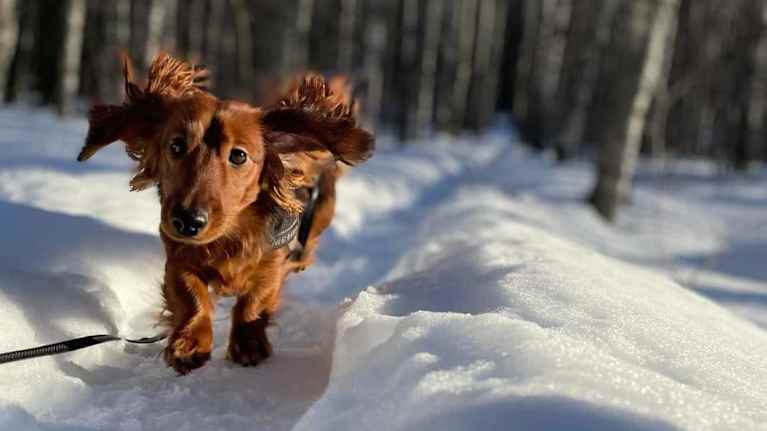 Ohikulkijan koira puri ihmisiä ja tappoi lenkillä olleen mäyräkoiran ...