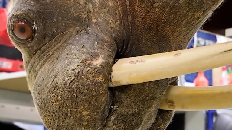 Finland to display famous walrus at Museum of Natural History | Yle ...