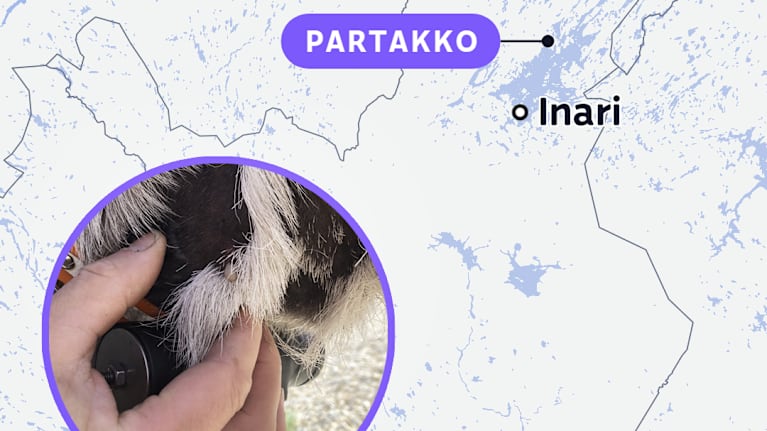 Porosta löytyi punkki Inarissa, ja se vasta on erikoista – punkkien ei ...
