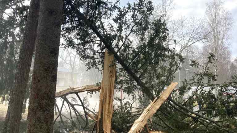 Salama halkaisi puun Turun Ruissalossa – aprillipäivän ukkoskuuro oli ...