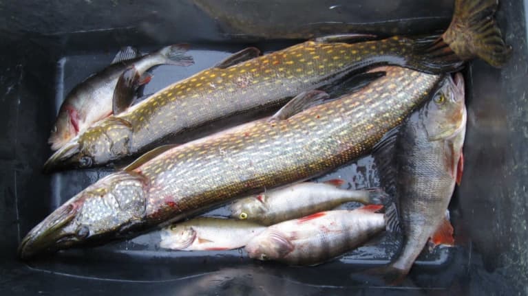 Elohopeatutkimukseen tarvitaan lisää haukia, ahvenia, mateita ja kuhia ...