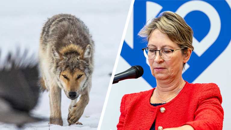 Sudenmetsästys on muuttumassa ensi vuonna – ministeri: ”Iso sulka hallituksen hattuun” | Uutisia ...