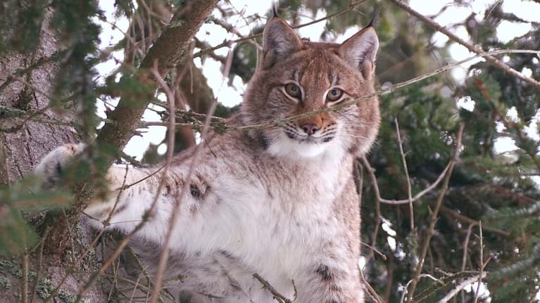 Aterialta yllätetty ilves pakeni Tomi Järvistä korkeuksiin – katso ...
