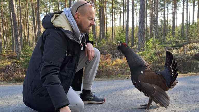 Vihainen metso rauhoittui, kun Tero Tuomi leikki hippaa sen kanssa ...