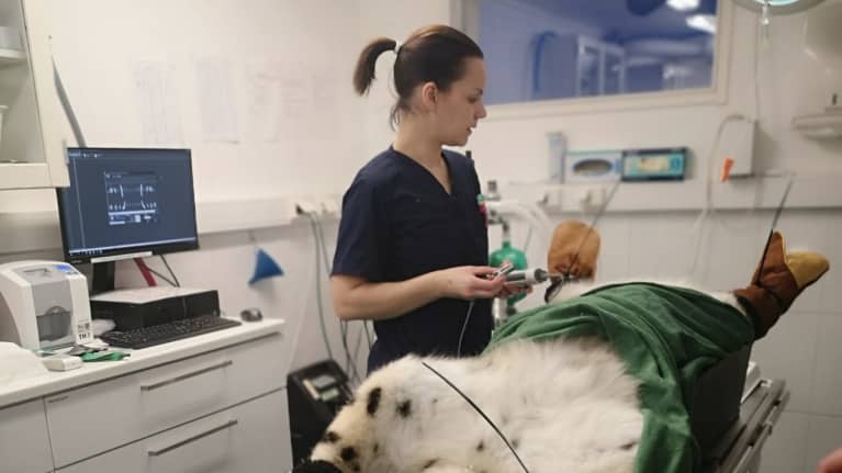 Lumileopardin juurihoito hammaslääkärillä on niin harvinainen operaatio ...