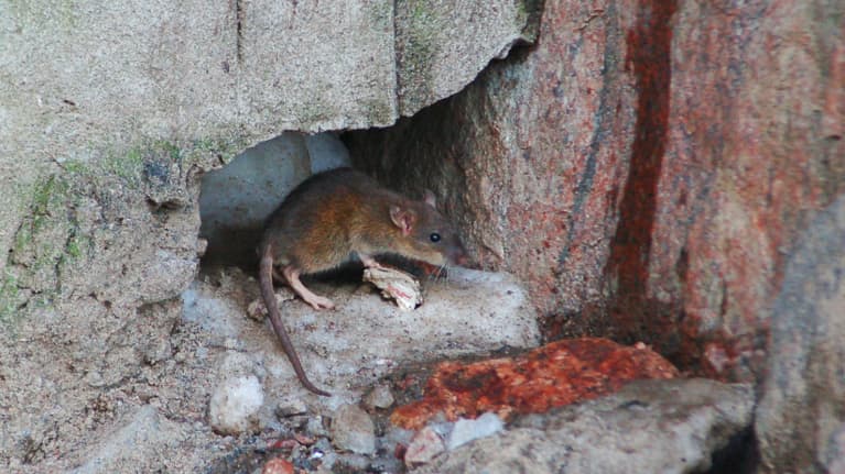 Tekoäly tappaa tuhansia rottia joka viikko | Satakunta | Yle