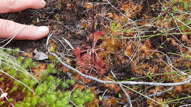 Kun tuottamattomilla soilla kuoritaan rahkasammalta, myös arvokasvi ...