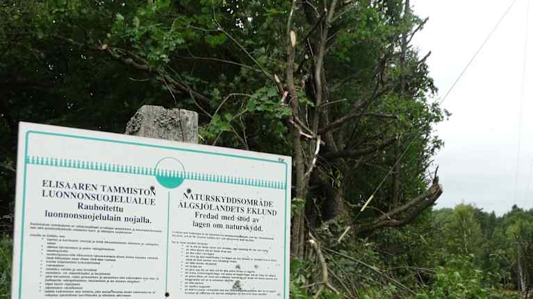 Röjningshelikopter skadade skyddade ekar i Ingå - Caruna medger misstag ...