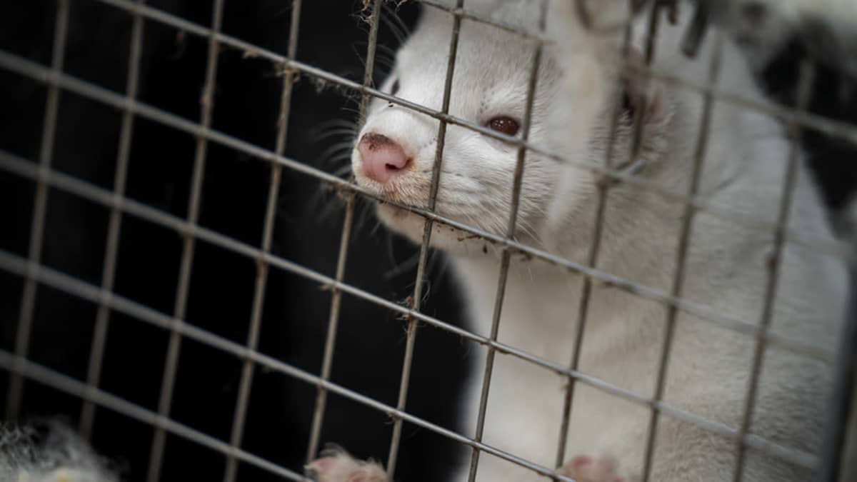 Lintuinfluenssa otti espanjalaisella minkkitarhalla askeleen kohti ...