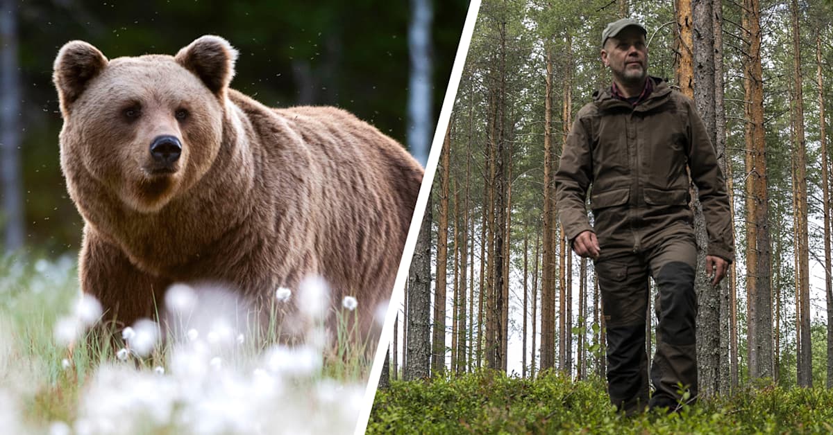 Finland's wildlife agency offers training on how to ward off bears as ...