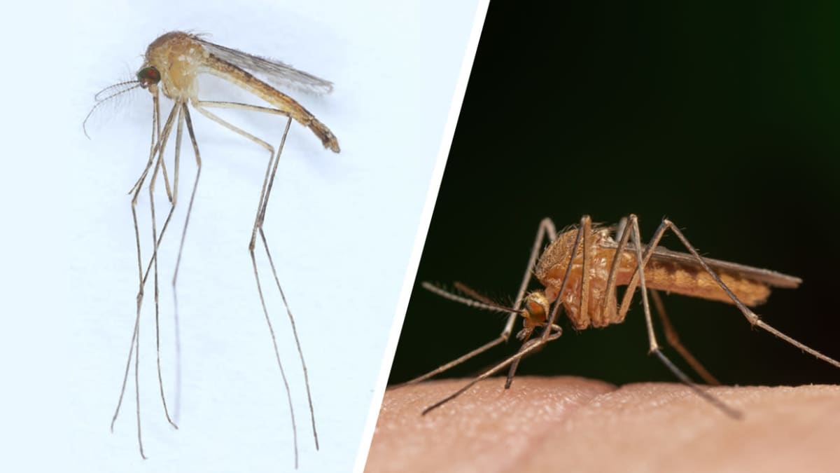 Hyönteistutkija oli ajamassa Porin ohi, mutta päättikin pysähtyä ...