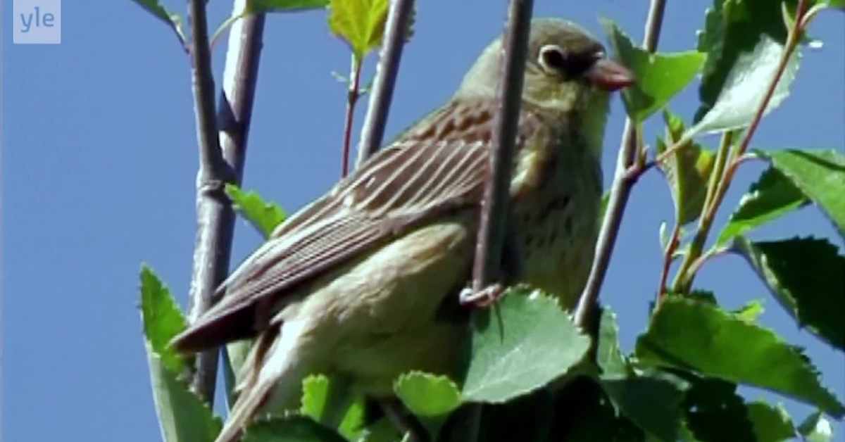 Lintumaailman viirut: Peltosirkku | Luonto | Yle