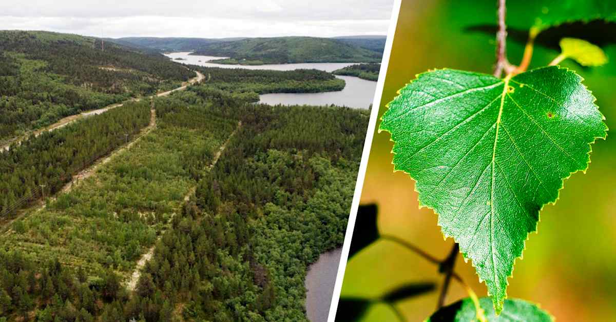 Rauduskoivu kiipeää tunturiin – ilmastonmuutos voi muuttaa Lapin ...
