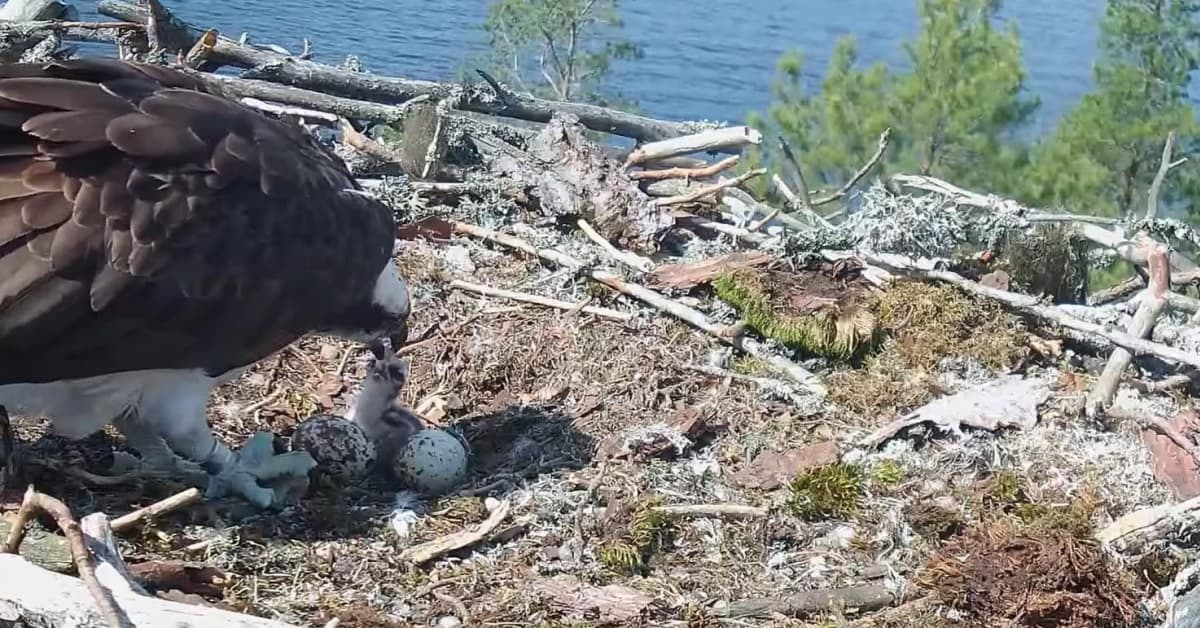 Osprey chicks hatch on Kuopio live cam | Yle