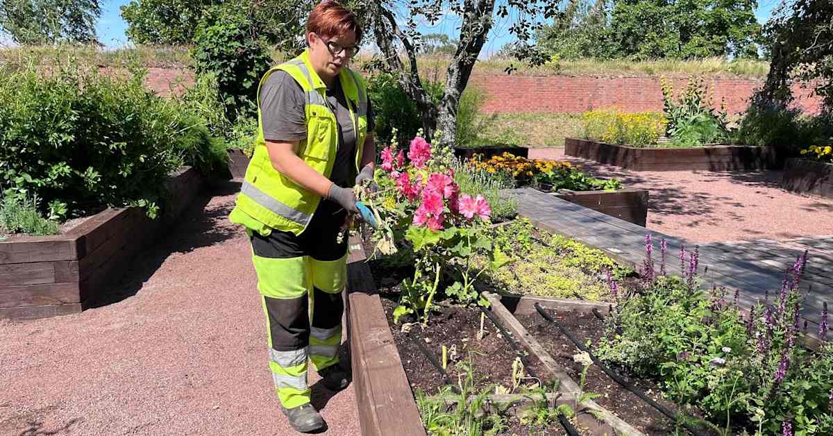 Kukkia ja yrttejä katoaa tunnetun puistokaupungin puutarhasta ...