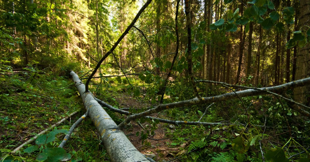 En skyddad skog i planen är en skyddad skog – Raseborg säger tvärt nej ...