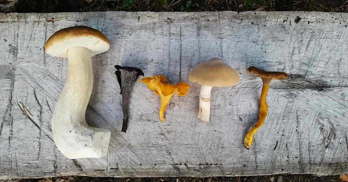 30 vanliga svampar – testa hur bra du känner igen dem | Kunskap ...