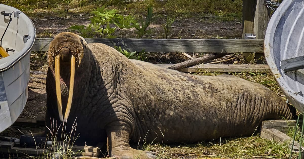 Mursu jätti jälkeensä kamalan löyhkän: "Emme voineet montaa minuuttia ...