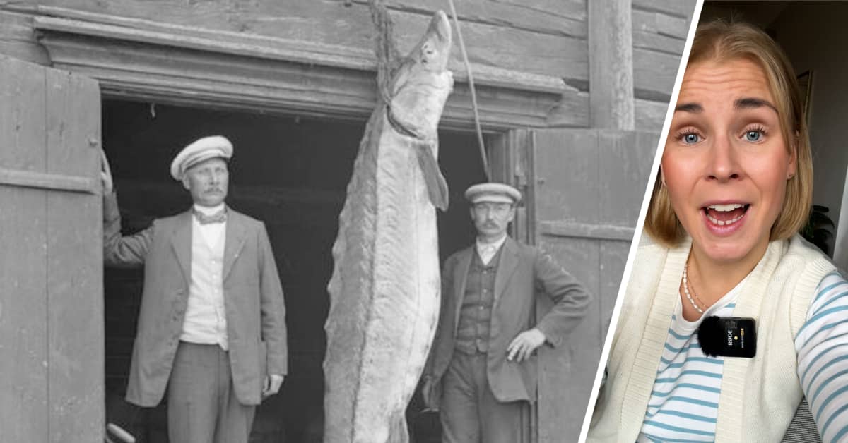 Toimittaja Sara Salmi näyttää, millaisia kuusimetrisiä vonkaleita ...