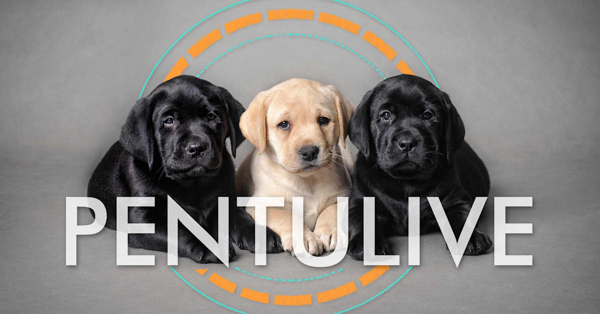 Akka-emo ja pennut potreteissa, katso koko Pentulive pikakelauksena – Pentuliven tiimi kiittää ...