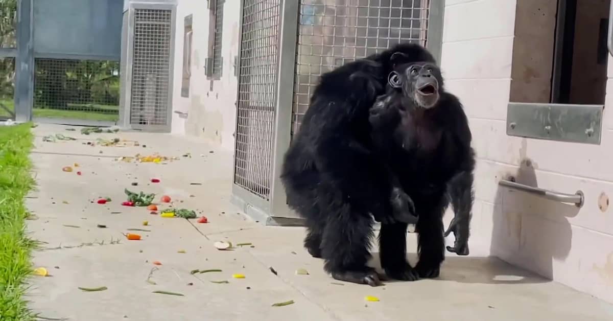 28-vuotias simpanssi häkeltyi päästyään ensimmäisen kerran ulkoilmaan ...