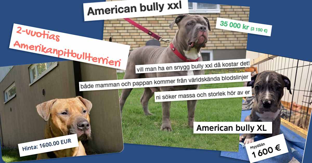 ”Kommer någon nära händer det grejer” – Svenska Yle testade att köpa ...