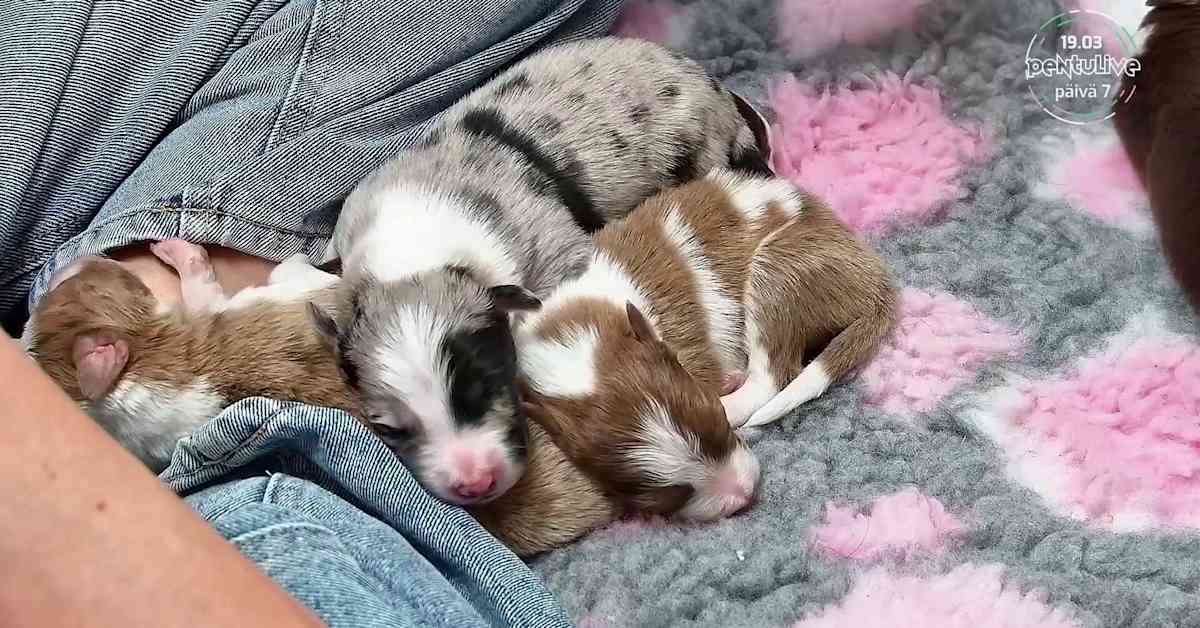 Pentulive FAQ – Usein esitetyt kysymykset | Pentulive | Yle