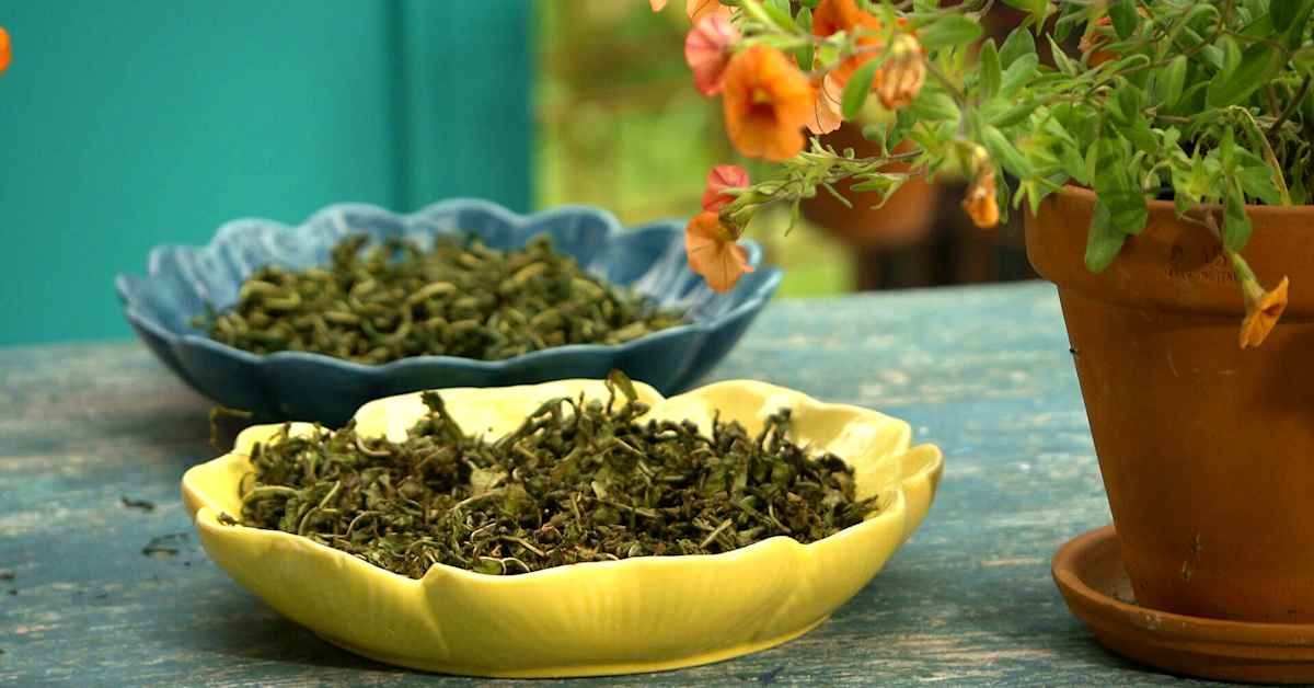 I naturen finns mycket som är gratis och gott – av rallarros gör du ...