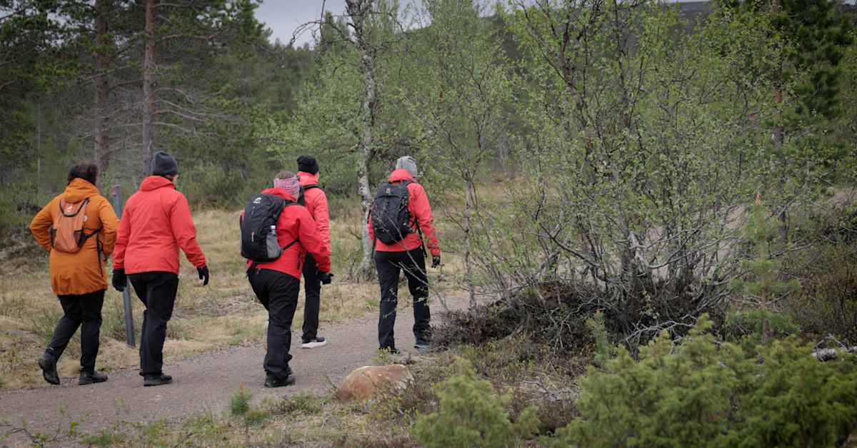 Vatsatauti ei ota laantuakseen UKK-puistossa | Uutisia lyhyesti | Yle ...
