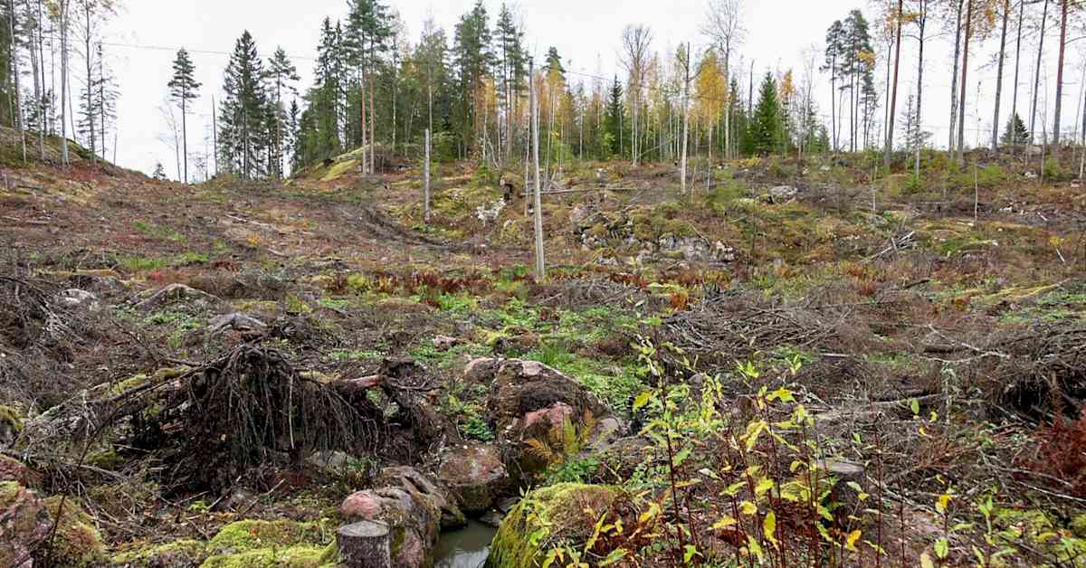 Avohakkuu tuhosi noron uoman Nastolassa – Versowood myöntää: ”Tämä on ...