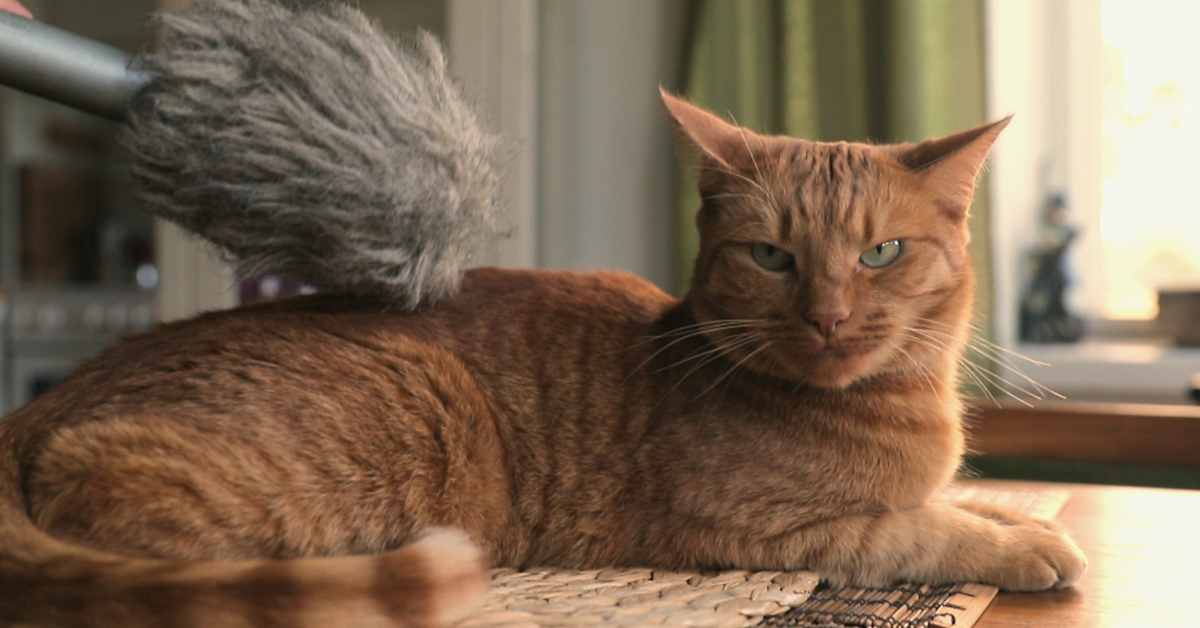 Kissalla on taikavoimia | Puoli seitsemän | Yle