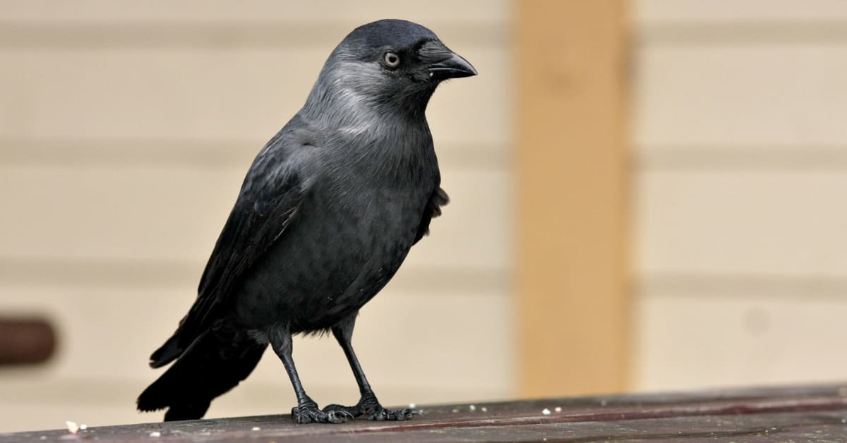 Naakka on seurallinen lintu | Oppiminen | Yle