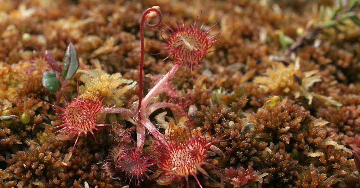 Kihokki on lihansyöjäkasvi | Oppiminen | Yle