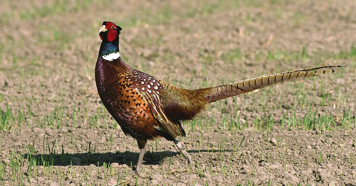 Fasaani, riistalinnusta pihalinnuksi | Oppiminen | Yle